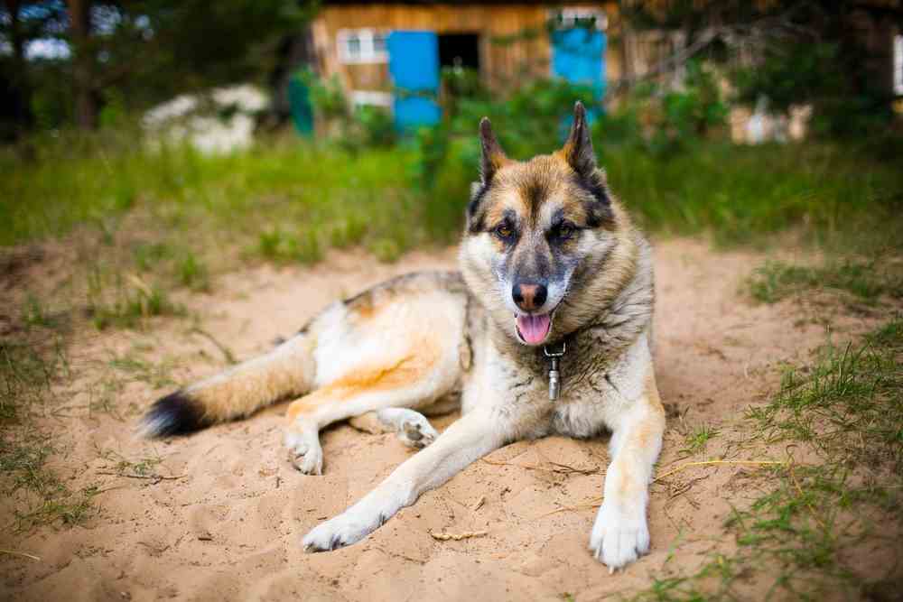 Can You Shave A German Shepherd Husky Mix Can You Shave A German Shepherd Husky Mix